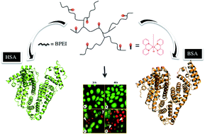 Protein binding and biological evaluation of a polymer-anchored cobalt ...
