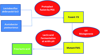 Biocatalyst development for lactic acid production at acidic pH using ...