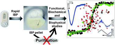 Thermodynamic, structural and functional properties of membrane protein ...