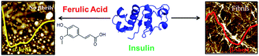 Inhibition of insulin amyloid fibril formation by ferulic acid, a ...