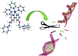 New ternary bipyridine–terpyridine copper(ii) complexes as self ...