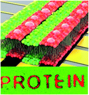 Charge-selective membrane protein patterning with proteoliposomes - RSC ...
