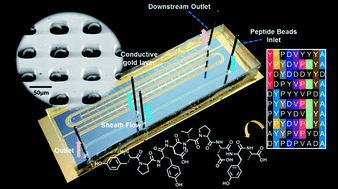 A continuous flow microfluidic-MS system for efficient OBOC screening - RSC Advances (RSC ...