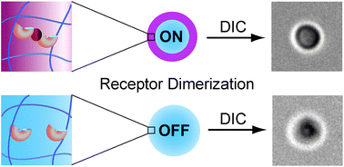 Direct observation of ligand-induced receptor dimerization with a ...