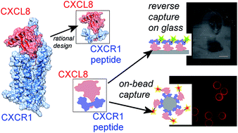 Rational design of a peptide capture agent for CXCL8 based on a model ...