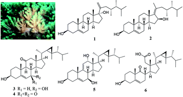 New bioactive steroids from the soft coral Klyxum flaccidum - RSC ...
