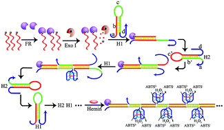 Terminal protection of small molecule-linked ssDNA for label-free and highly sensitive ...