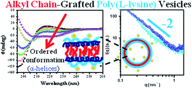 Molecular assembly of alkyl chain-grafted poly(l-lysine) tuned by ...