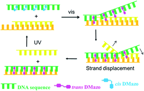 Light-driven reversible strand displacement using glycerol azobenzene ...