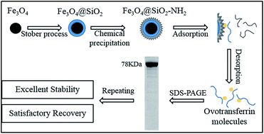 Synthesis, characterization, and application of Fe3O4@SiO2–NH2 ...