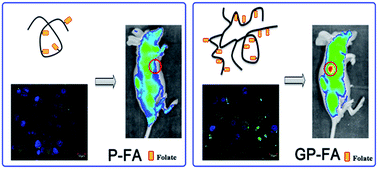 The impact of the HPMA polymer structure on the targeting performance ...