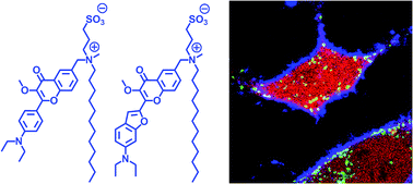 Blue fluorogenic probes for cell plasma membranes fill the gap in ...