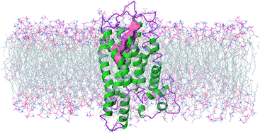 Exploring the binding properties of agonists interacting with human ...