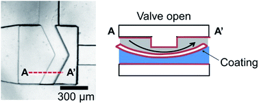 Elastomeric microfluidic valve with low, constant opening threshold ...