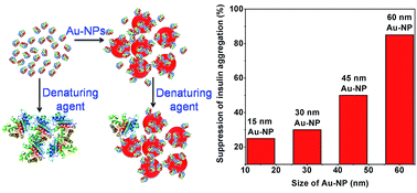 Suppression of protein aggregation by gold nanoparticles: a new way to ...