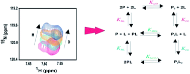 NMR characterization of cooperativity: fast ligand binding coupled to ...