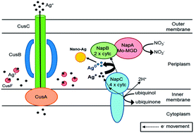 Biosynthesis of silver nanoparticles from silver(i) reduction by the ...