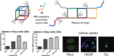 Sequence-responsive unzipping DNA cubes with tunable cellular uptake ...