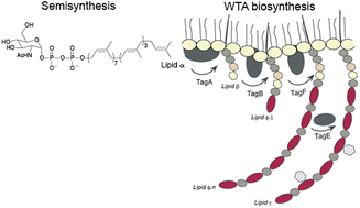 Reconstituting poly(glycerol phosphate) wall teichoic acid biosynthesis ...