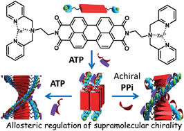 Homotropic and heterotropic allosteric regulation of supramolecular ...