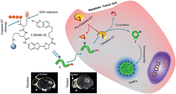 Caspase-responsive smart gadolinium-based contrast agent for magnetic ...