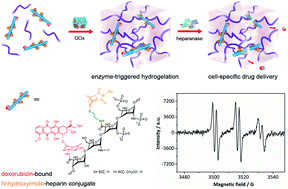 Glucose oxidase triggers gelation of N-hydroxyimide–heparin conjugates ...
