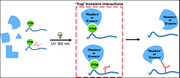 Developing diazirine-based chemical probes to identify histone ...