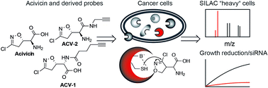 Target discovery of acivicin in cancer cells elucidates its mechanism ...