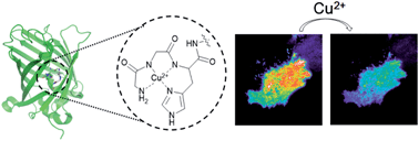 A novel copper-chelating strategy for fluorescent proteins to image ...