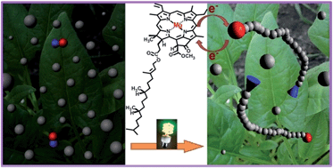 Utilizing the electron transfer mechanism of chlorophyll a under light ...