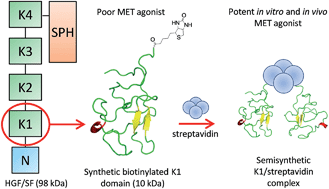 Semi-synthesis of a HGF/SF kringle one (K1) domain scaffold generates a ...