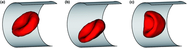 Deformation and dynamics of red blood cells in flow through cylindrical ...