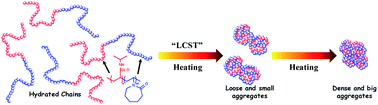 LCST transition of PNIPAM-b-PVCL in water: cooperative aggregation of ...