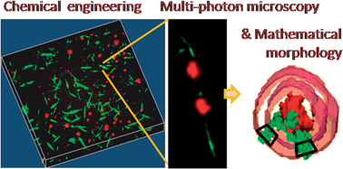 Fibrillogenesis from nanosurfaces: multiphoton imaging and ...