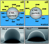 Adsorption of carboxylic modified latex particles at liquid interfaces ...