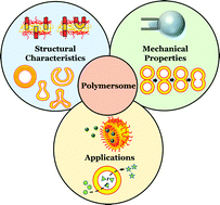 Structural and mechanical characteristics of polymersomes - Soft Matter ...