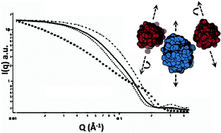 Structure of bovine β-lactoglobulin–lactoferrin coacervates - Soft ...