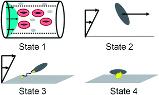 Examining platelet adhesion via Stokes flow simulations and ...