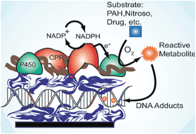 Thin multicomponent films for functional enzyme devices and bioreactor ...
