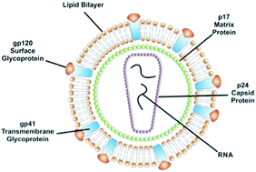 Lipid directed assembly of the HIV capsid protein - Soft Matter (RSC ...
