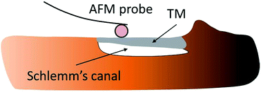 Mechanical analysis of rat trabecular meshwork - Soft Matter (RSC ...