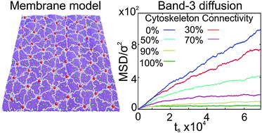 Modeling of band-3 protein diffusion in the normal and defective red ...