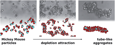 Self-assembly of “Mickey Mouse” shaped colloids into tube-like ...