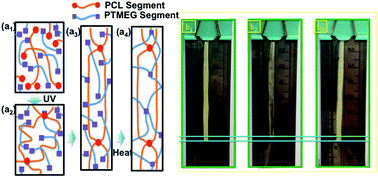 Two-way shape memory polymer with “switch–spring” composition by interpenetrating polymer ...