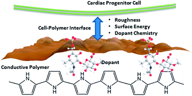 Influence of conductive polymer doping on the viability of cardiac ...