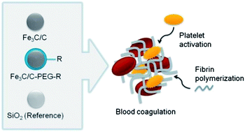 Characterization of carbon-coated magnetic nanoparticles using clinical ...