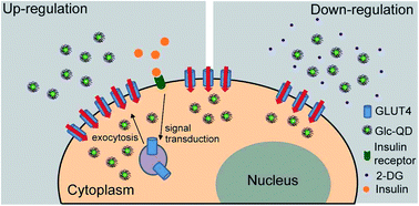 Insulin-based regulation of glucose-functionalized nanoparticle uptake ...