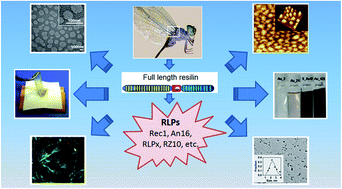 Multi-responsive biomaterials and nanobioconjugates from resilin-like ...
