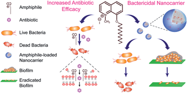 Amphiphile-mediated enhanced antibiotic efficacy and development of a ...