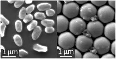 Preventing bacterial colonization using colloidal crystals - Journal of ...